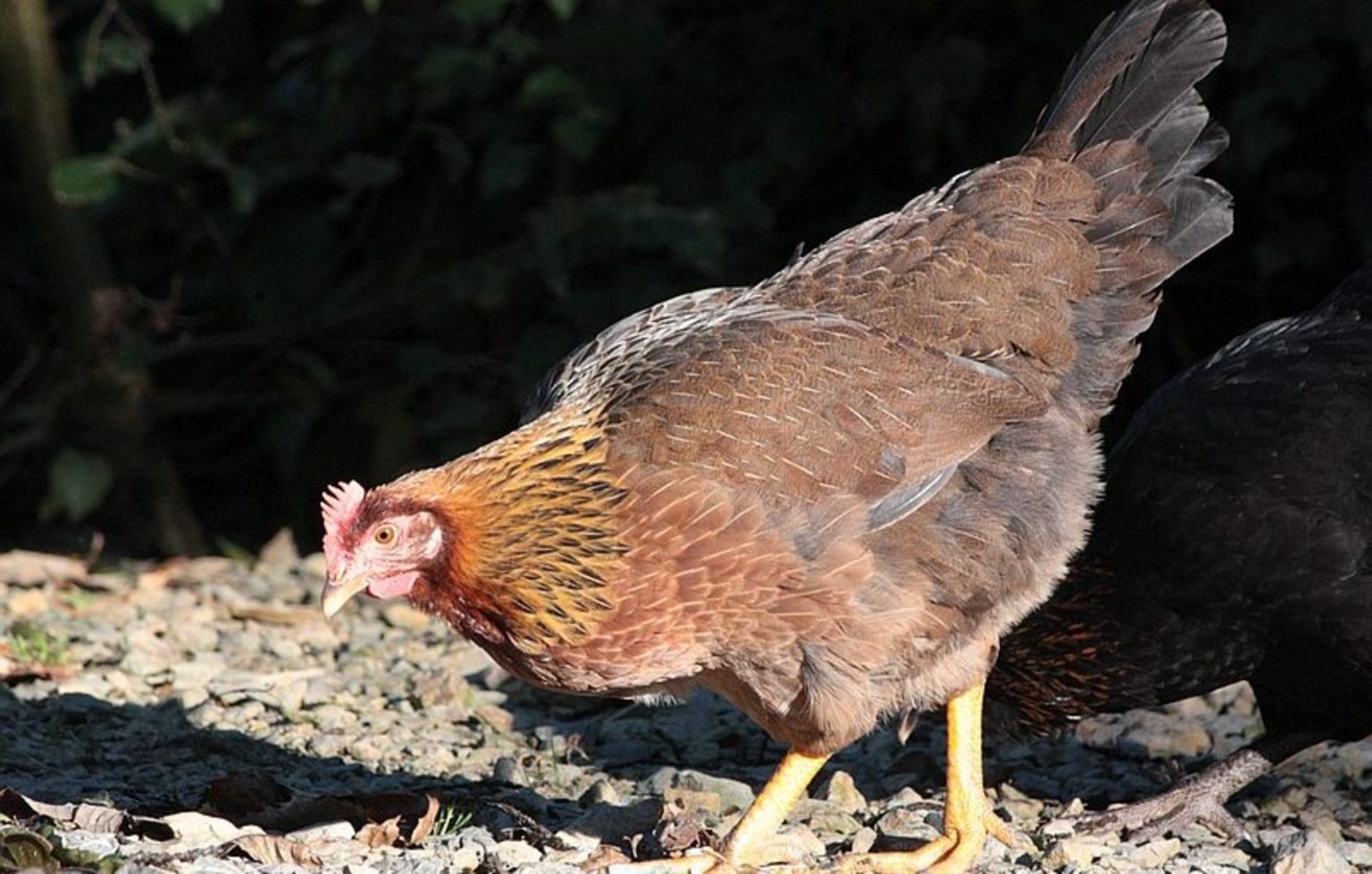 Welsummer Chicken - Breed Profile - Backyard Poultry